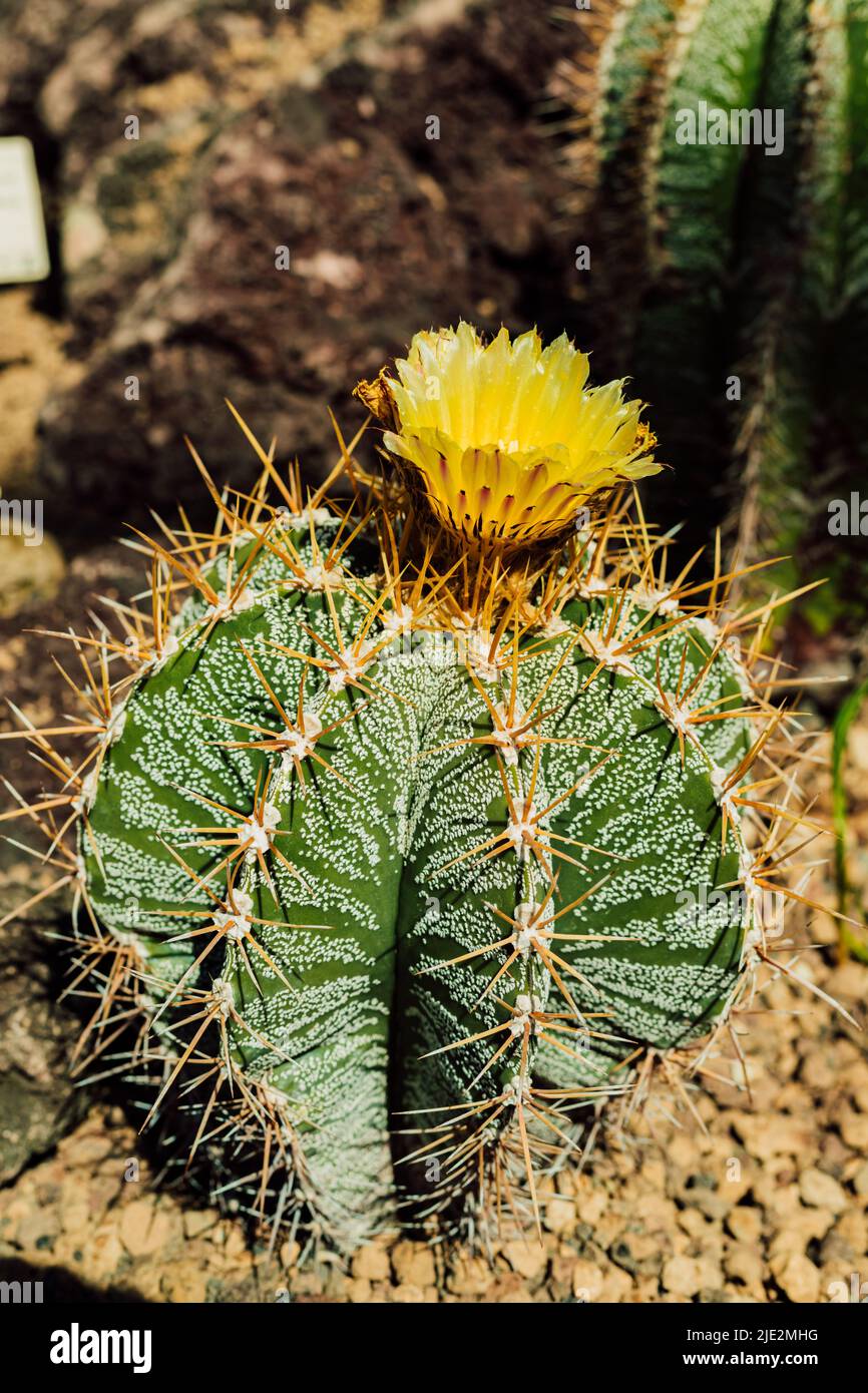 Beautiful blooming cactus hi-res stock photography and images - Alamy