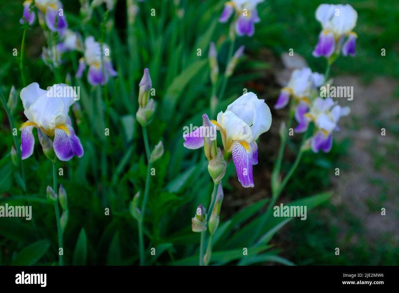 Background from iris flowers, selective focus. Iris orchid bush on the ...