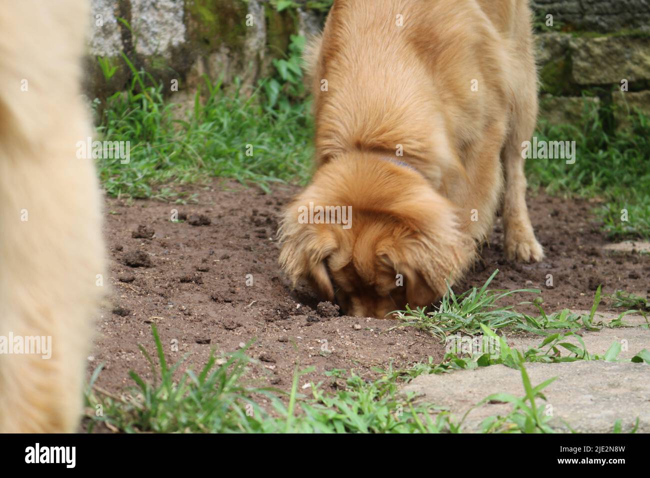 Diggin it hi-res stock photography and images - Alamy
