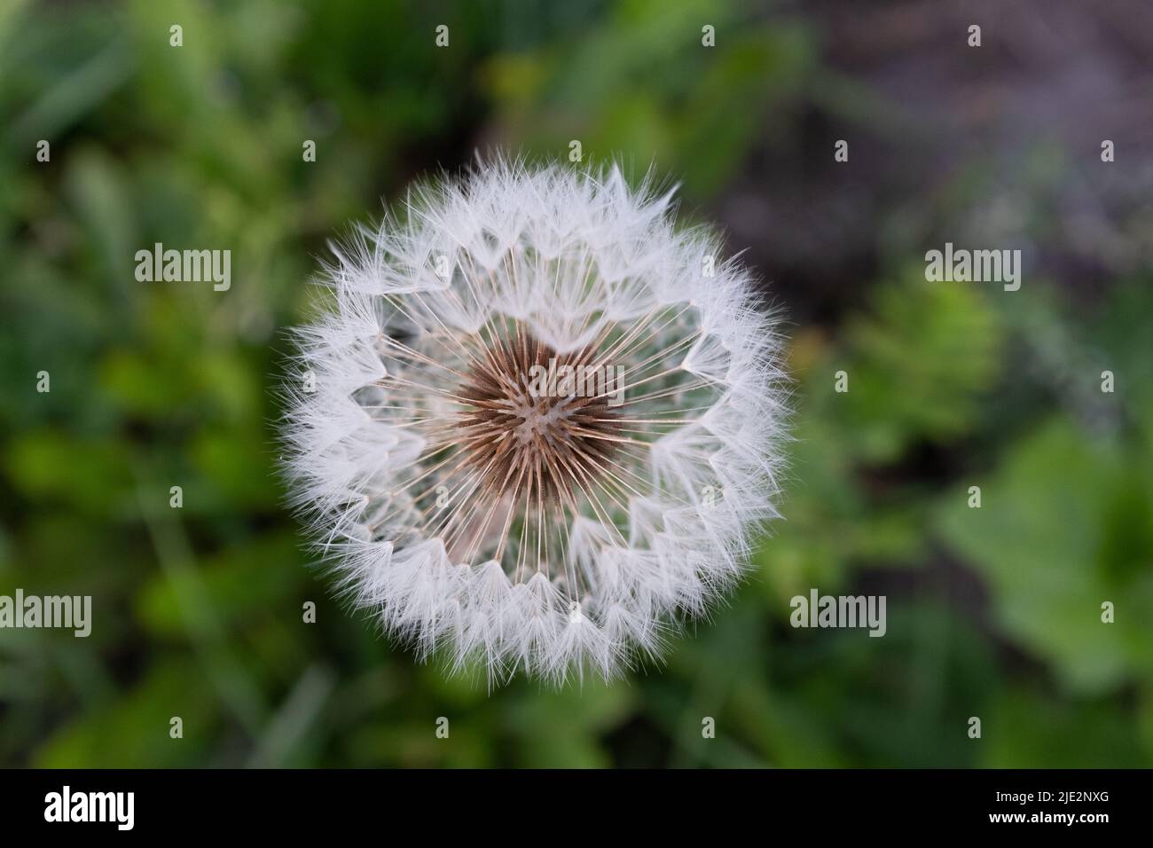 A singler fluffy dandelion on a blurred green background. Side view of large dandelion on the ...