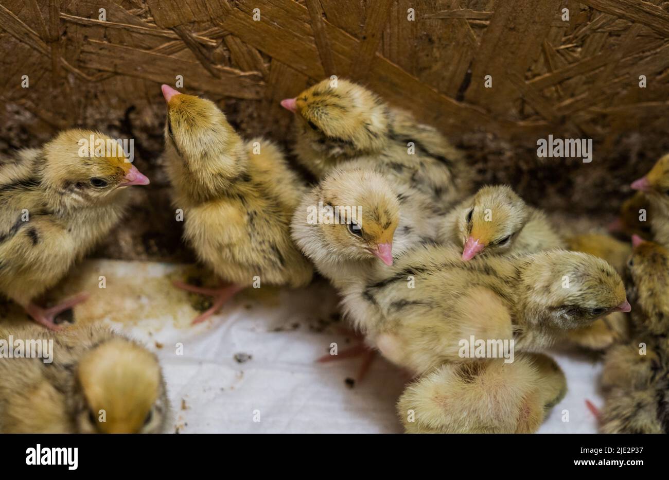 Little chickens hatched quail in a box Stock Photo - Alamy