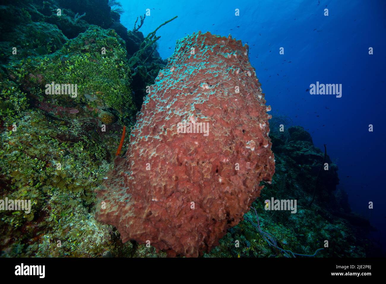 Underwater seascape and barrel sea sponge at Little Cayman Stock Photo ...