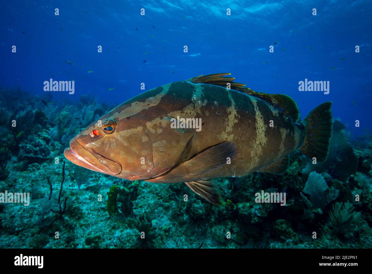 Tropical fish caribbean underwater hi-res stock photography and images ...