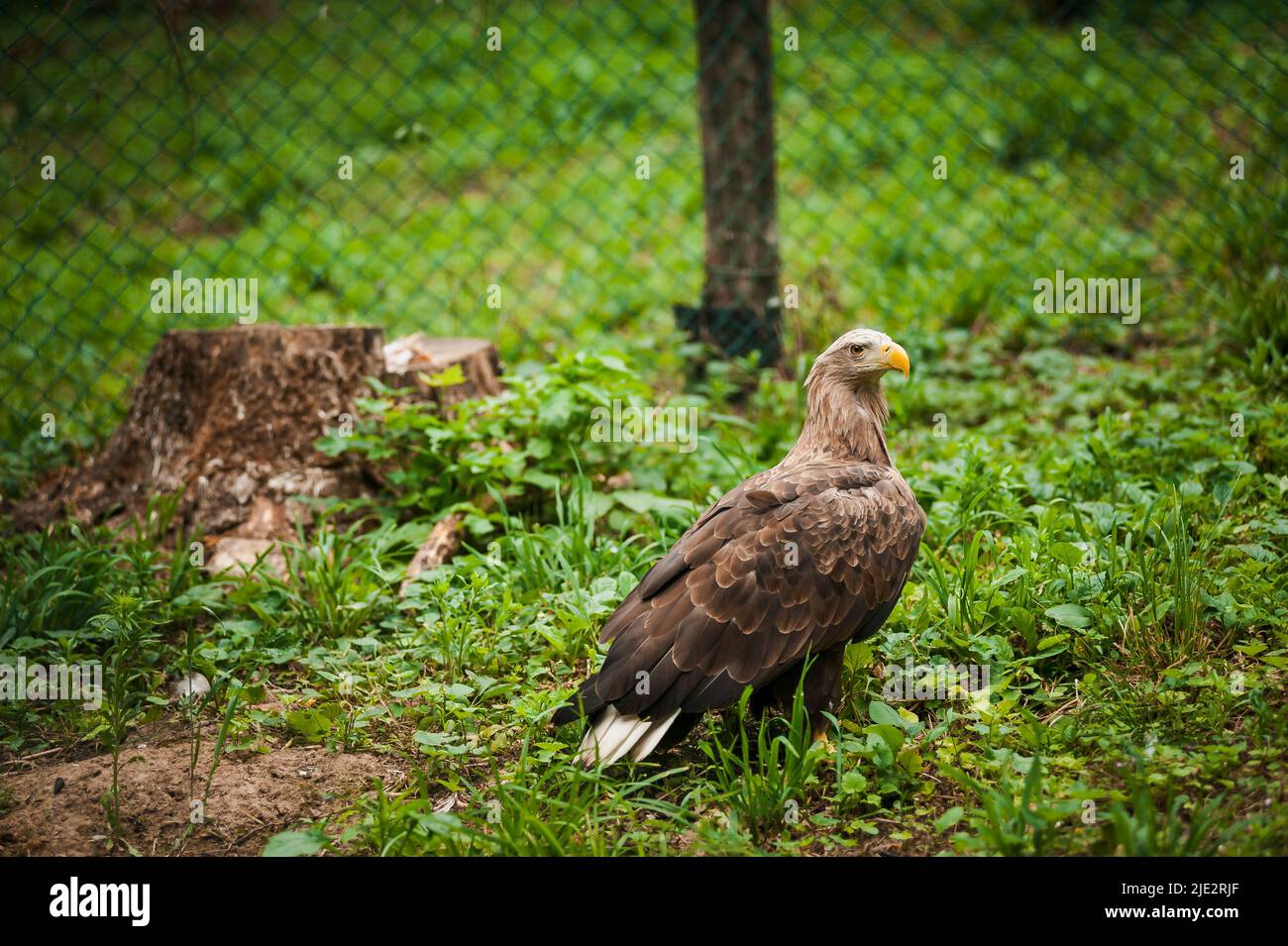 Griffon in nature hi-res stock photography and images - Alamy