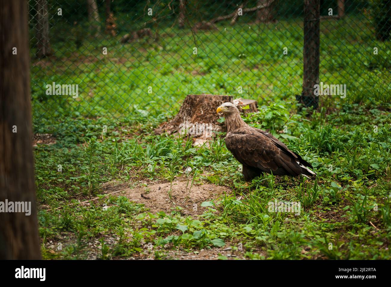 Beautiful griffon vulture bird hi-res stock photography and images - Alamy