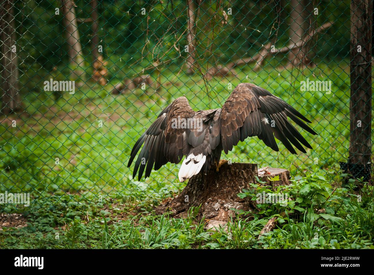 Beautiful griffon vulture bird hi-res stock photography and images - Alamy