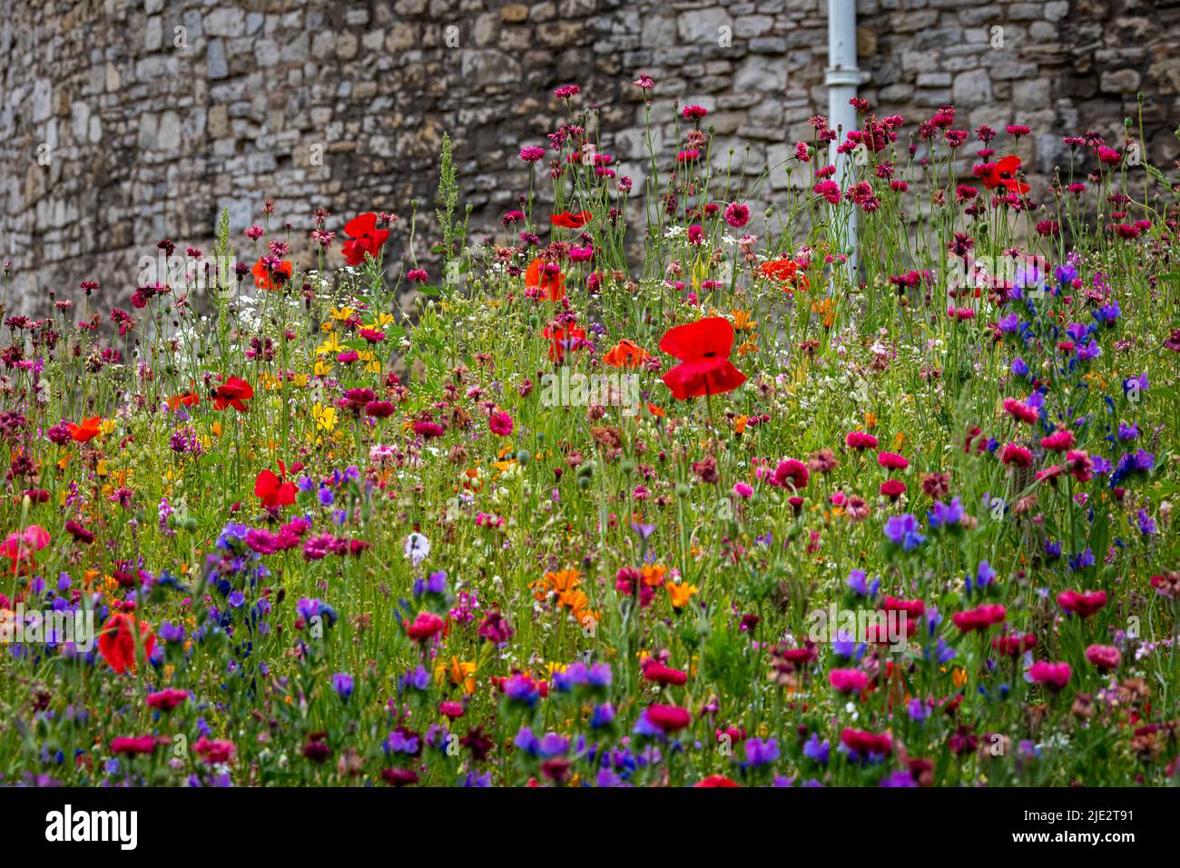 City moat planted with plants hi-res stock photography and images - Alamy