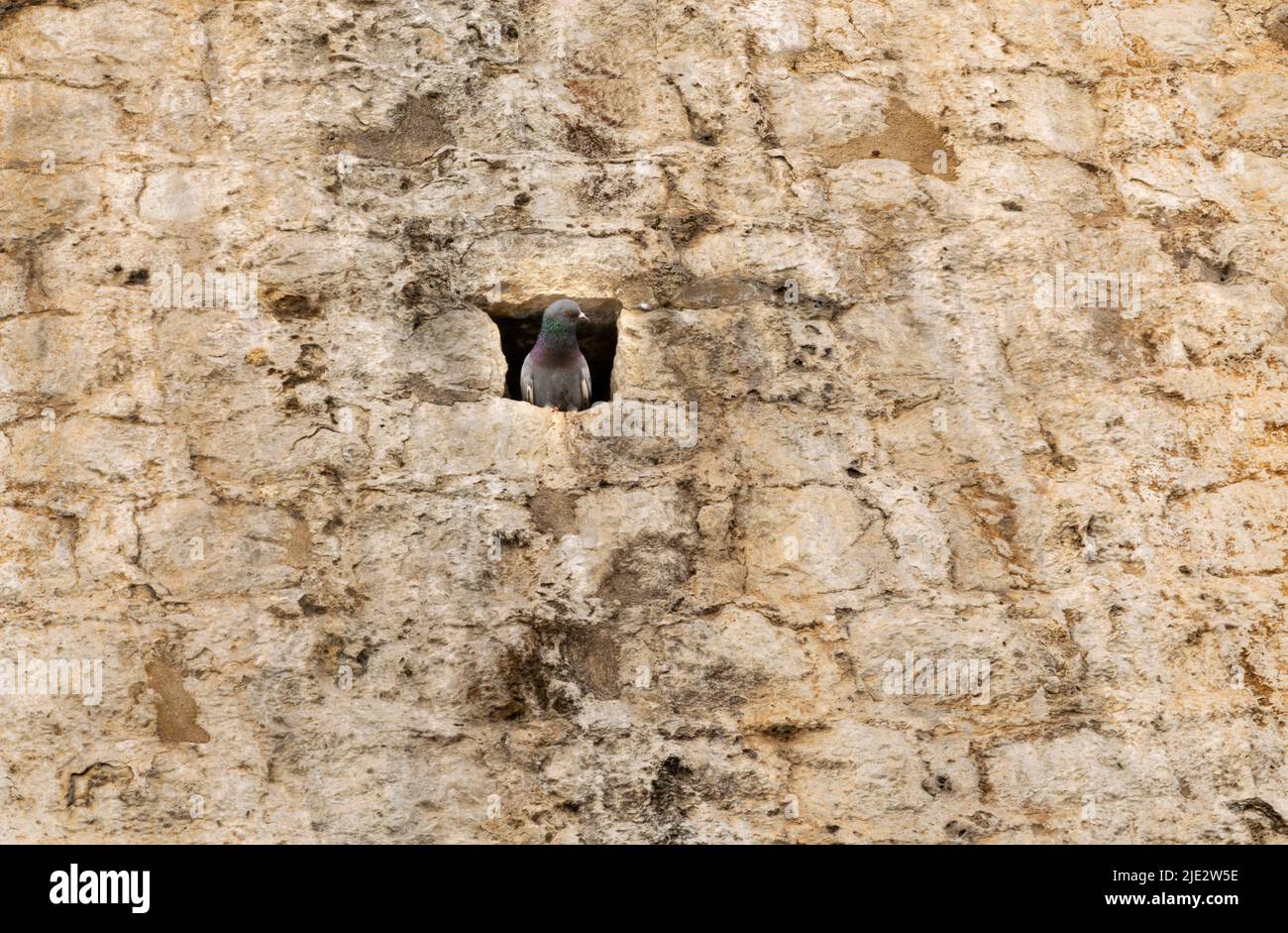 Putlog holes in Dubrovnik's Old Town walls in Croatia serve as ready ...