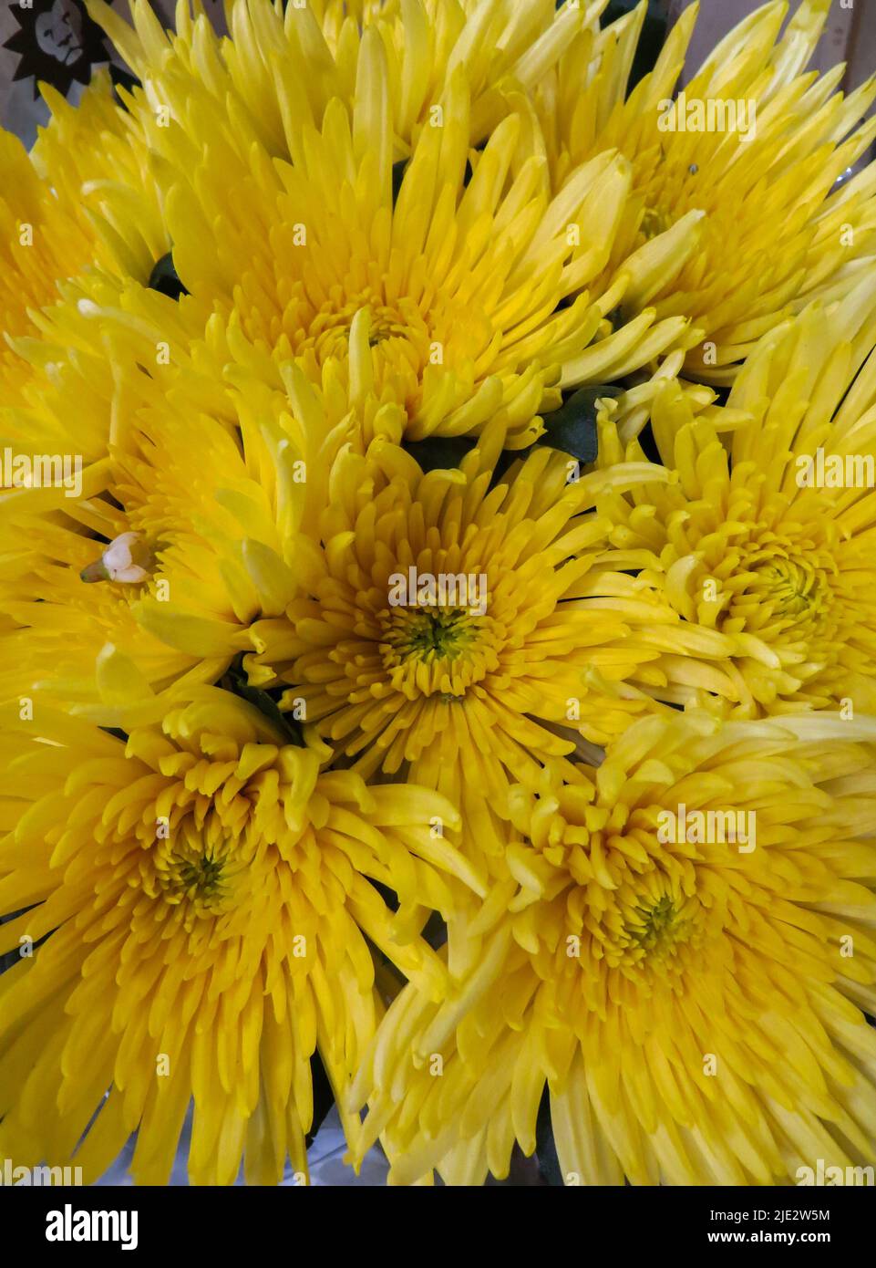 Beautiful yellow, needle chrysanthemums in a vase, as a background ...