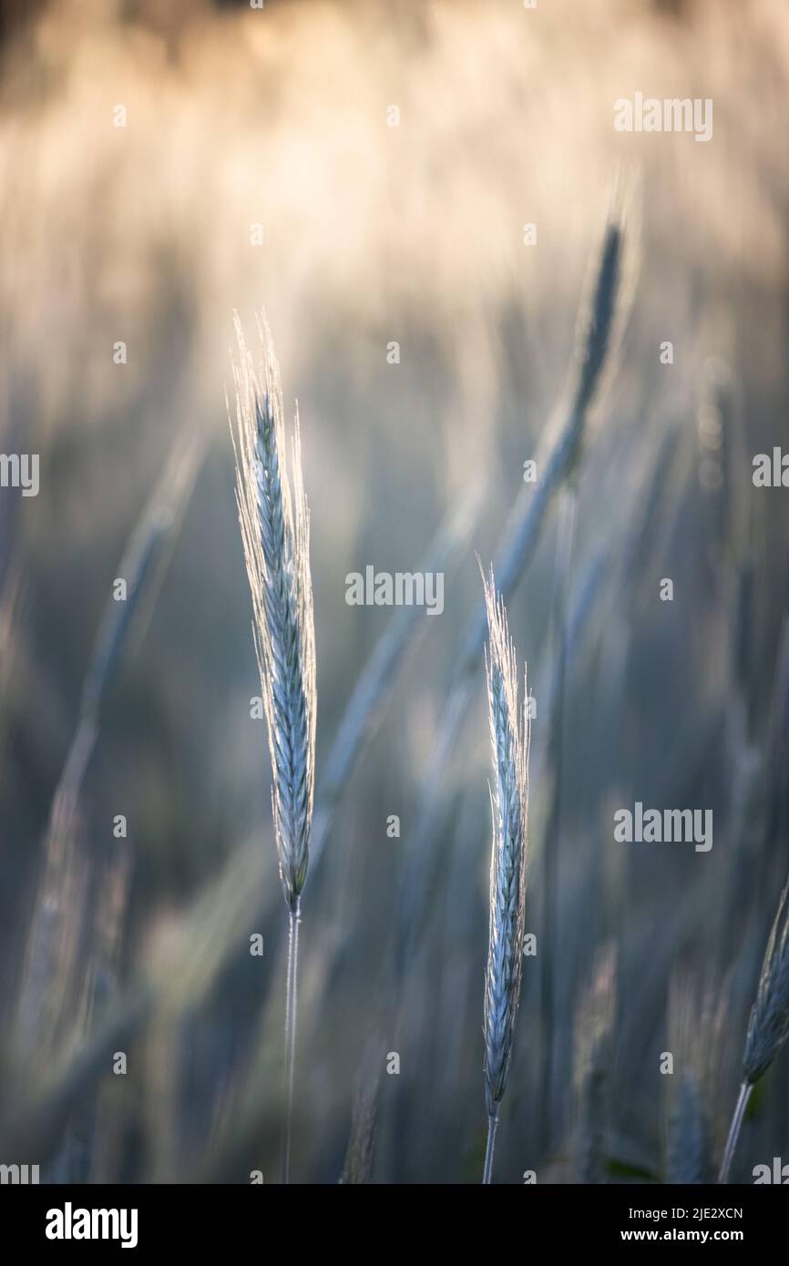 Shades of green grass hi-res stock photography and images - Alamy