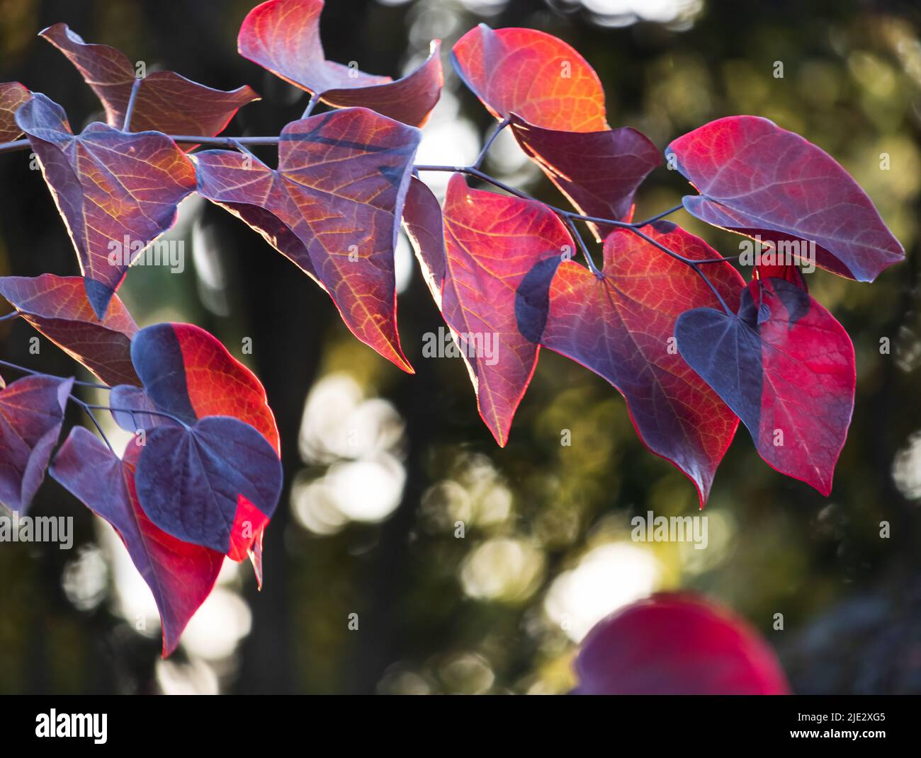 Merlot redbud hi-res stock photography and images - Alamy