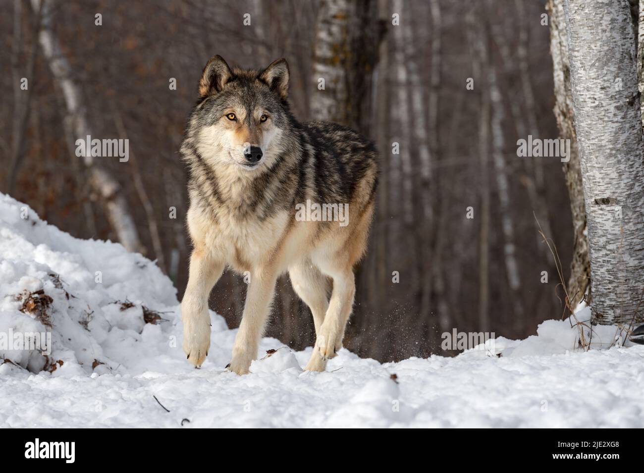 Grey Wolf (Canis lupus) Walks Between Snow Pile and Trees Winter ...