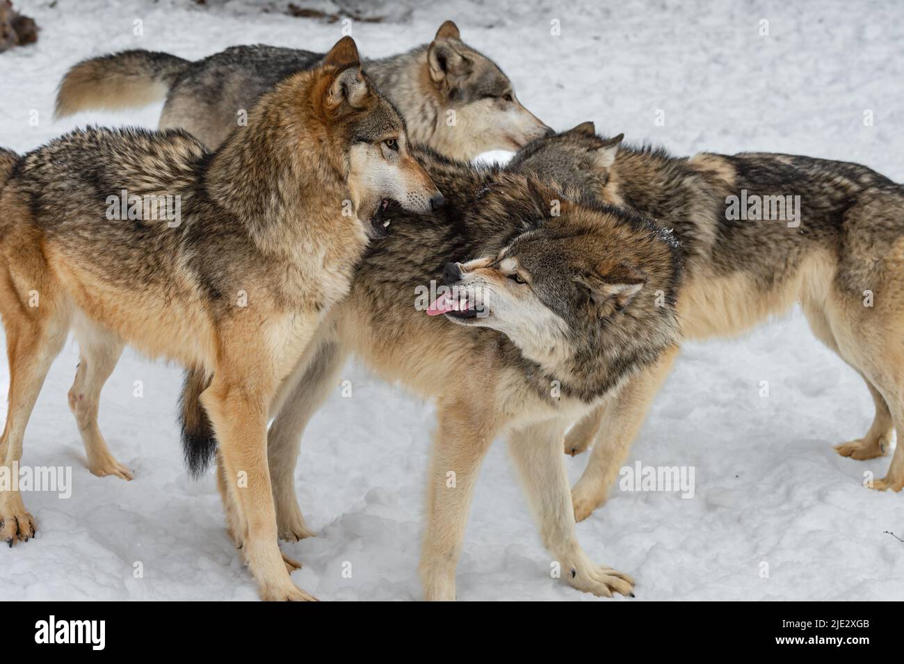 Grey Wolf (Canis lupus) Snarls and Shows Tongue to Packmate in Huddle ...