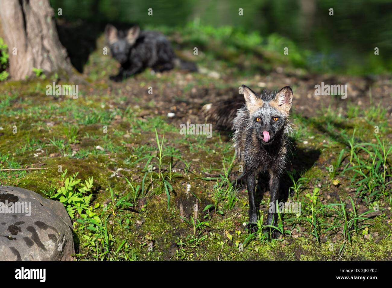 Cross Fox Adult (Vulpes vulpes) Looks Out Licking Nose Kit Behind ...