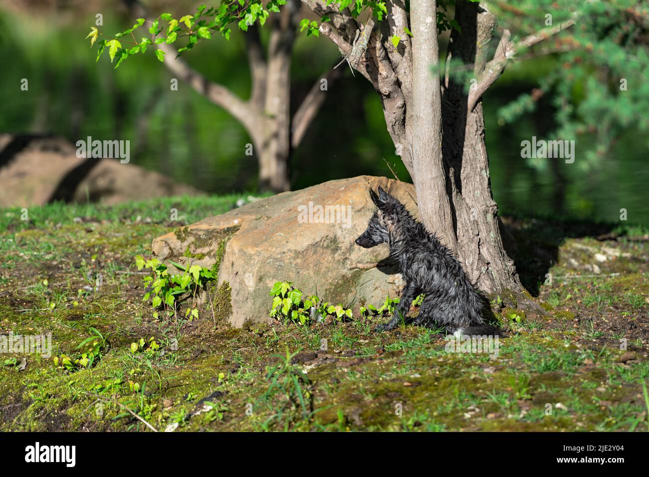 Cross Fox Kit (Vulpes vulpes) Sits Looking Left by Rock and Tree Summer ...