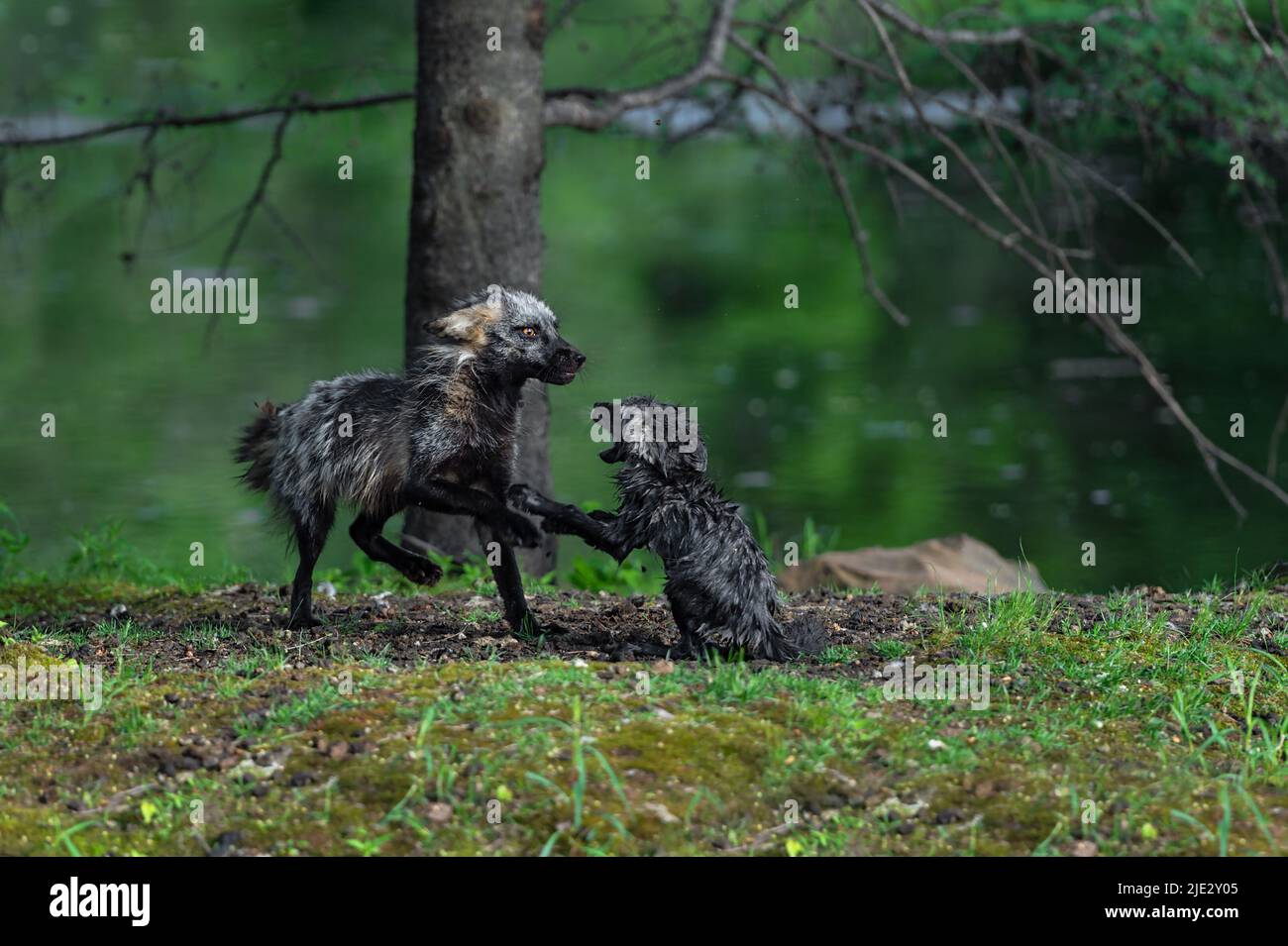 Cross Fox Adult (Vulpes vulpes) and Kit Interact Summer - captive ...