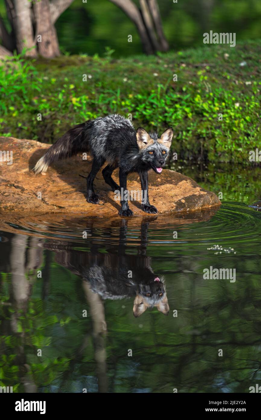 Cross Fox Adult (Vulpes vulpes) Looks Across Water Reflected Summer ...
