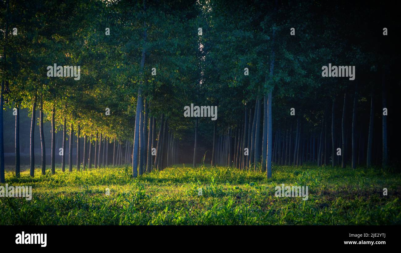 Boschetto hi-res stock photography and images - Alamy