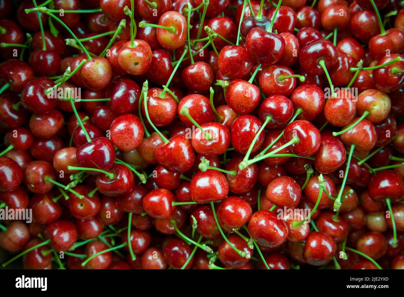 Many reddish ripe cherries. Beautiful berries Stock Photo - Alamy