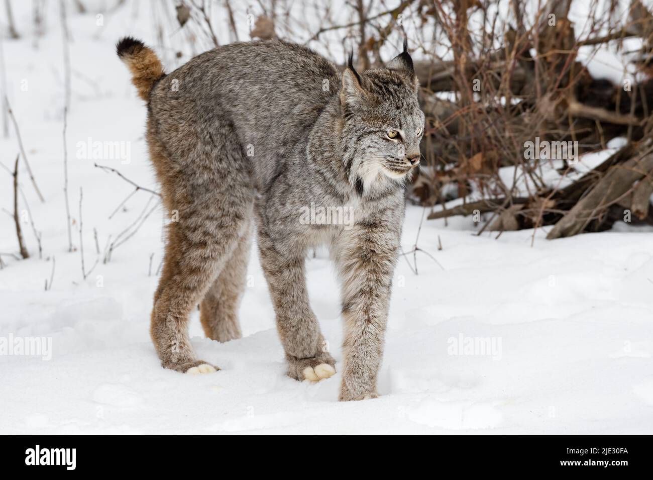Canadian Lynx (Lynx canadensis) Stands Tail High Winter - captive ...