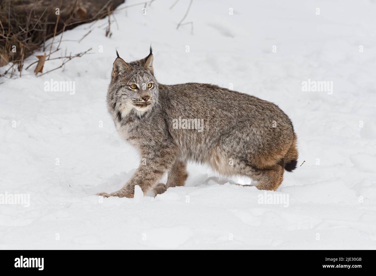 Canadian Lynx (Lynx canadensis) Turns in Snow to Look Back Winter ...