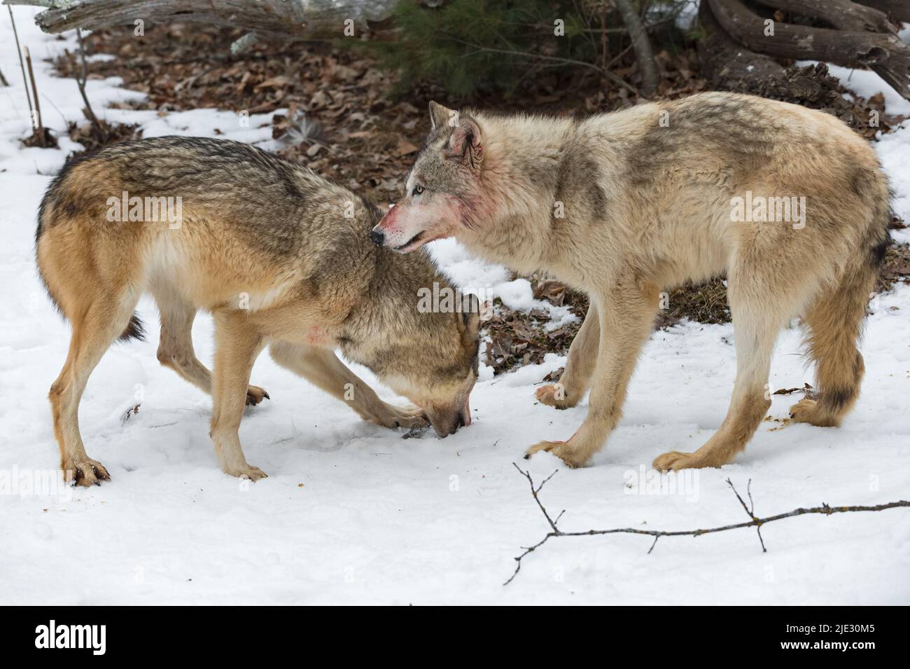 Timber wolf snow on nose hi-res stock photography and images - Alamy