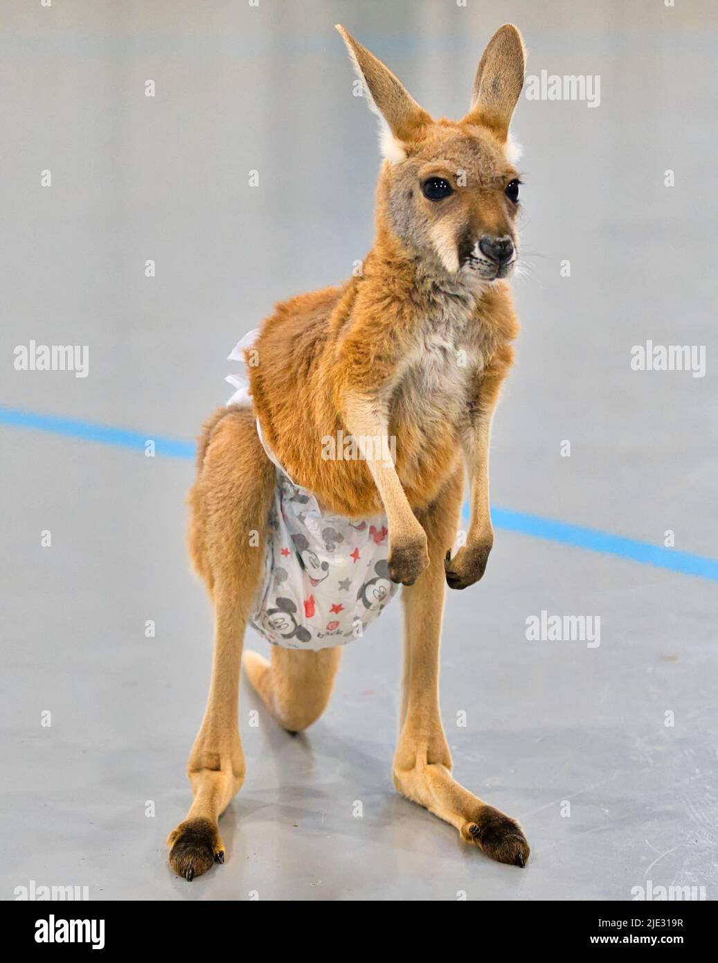 Baby Kangaroo Diaper