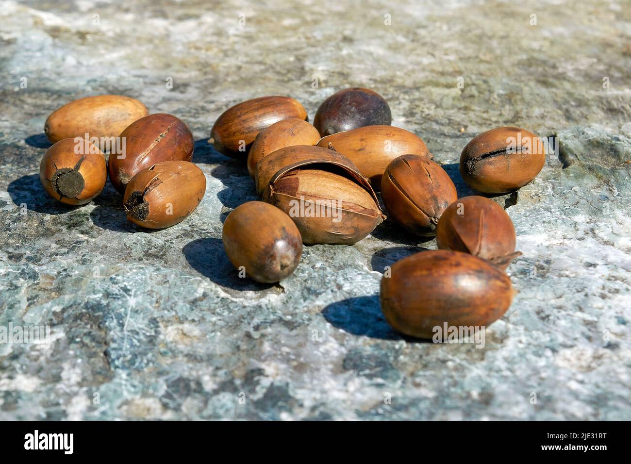 Natural forest background. Dry acorns close-up on the background of a ...