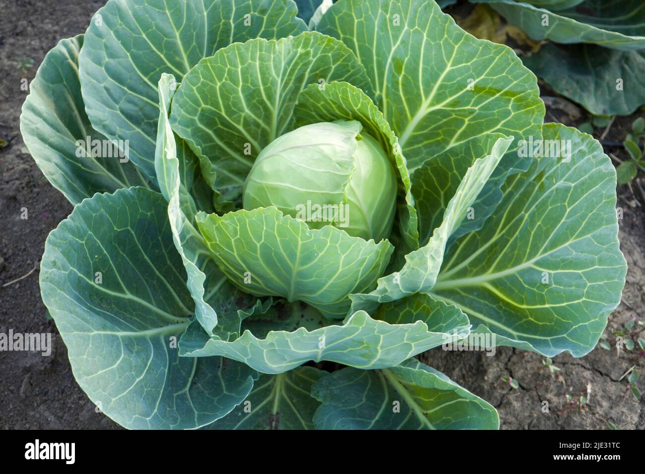 Round early green cabbage. Healthy food Stock Photo - Alamy