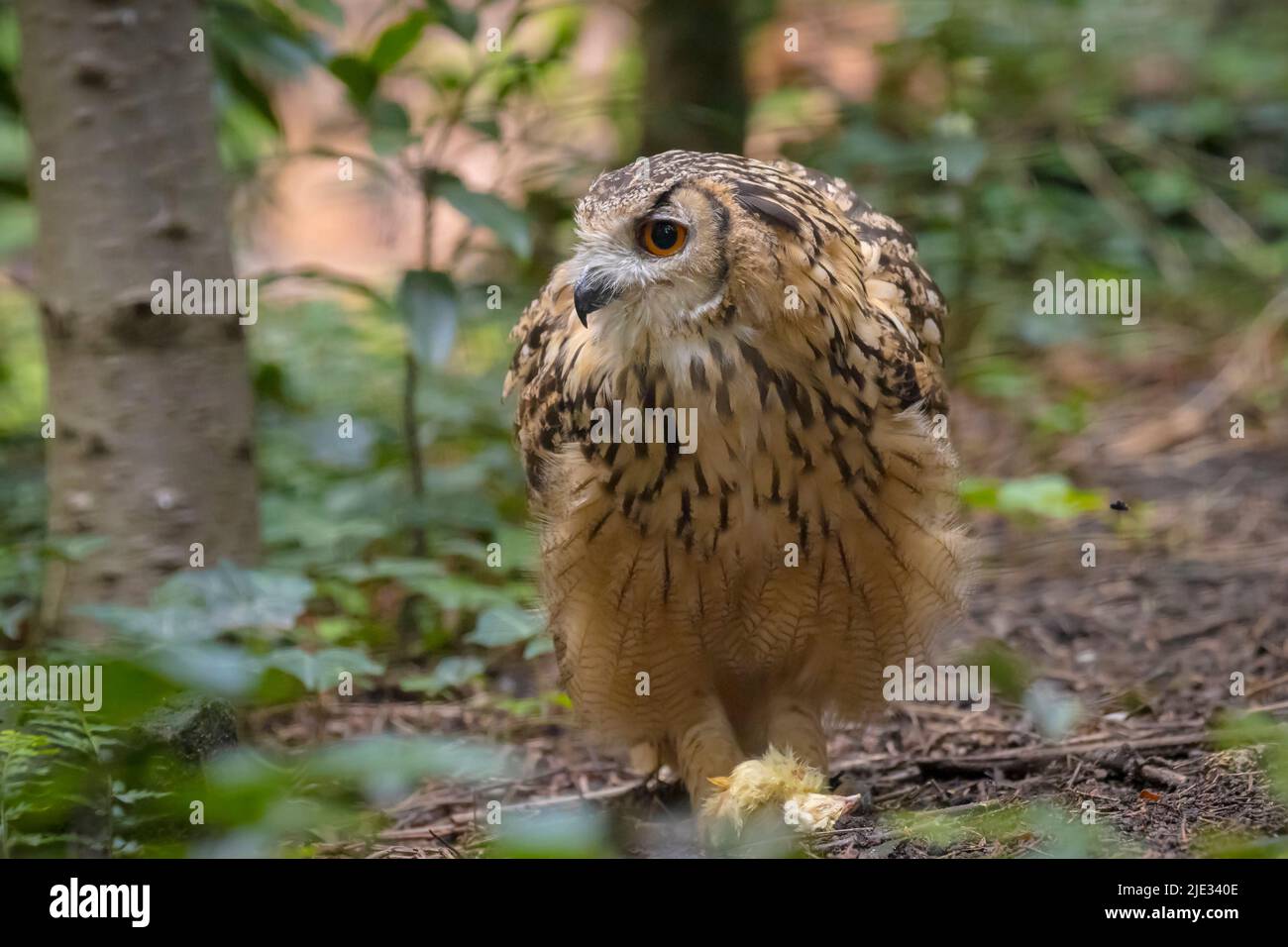 Indian eagle-owl, the rock eagle-owl or Bengal eagle-owl, Bubo ...