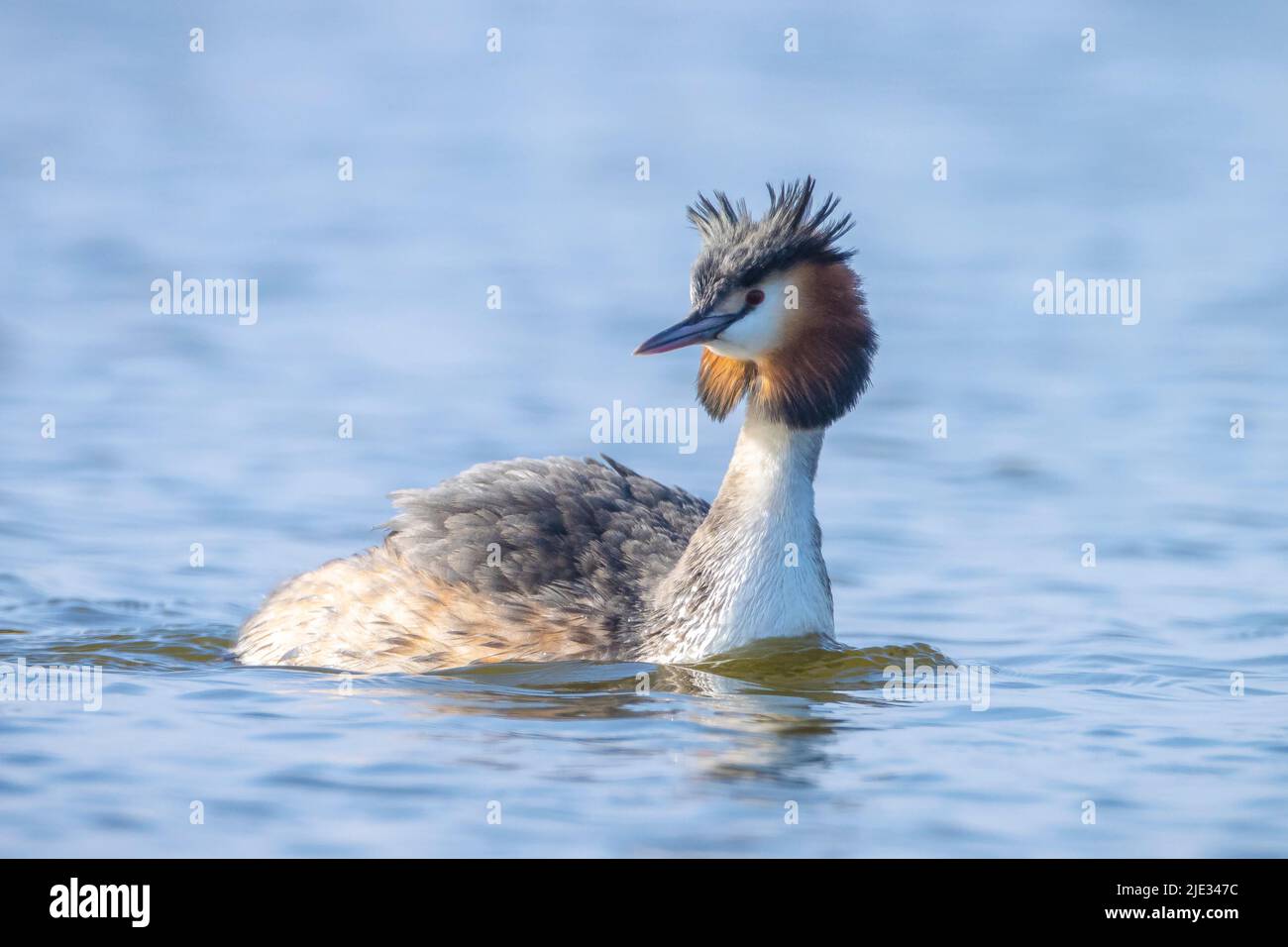 Two great crested grebes, Podiceps cristatus, mating in springtime ...