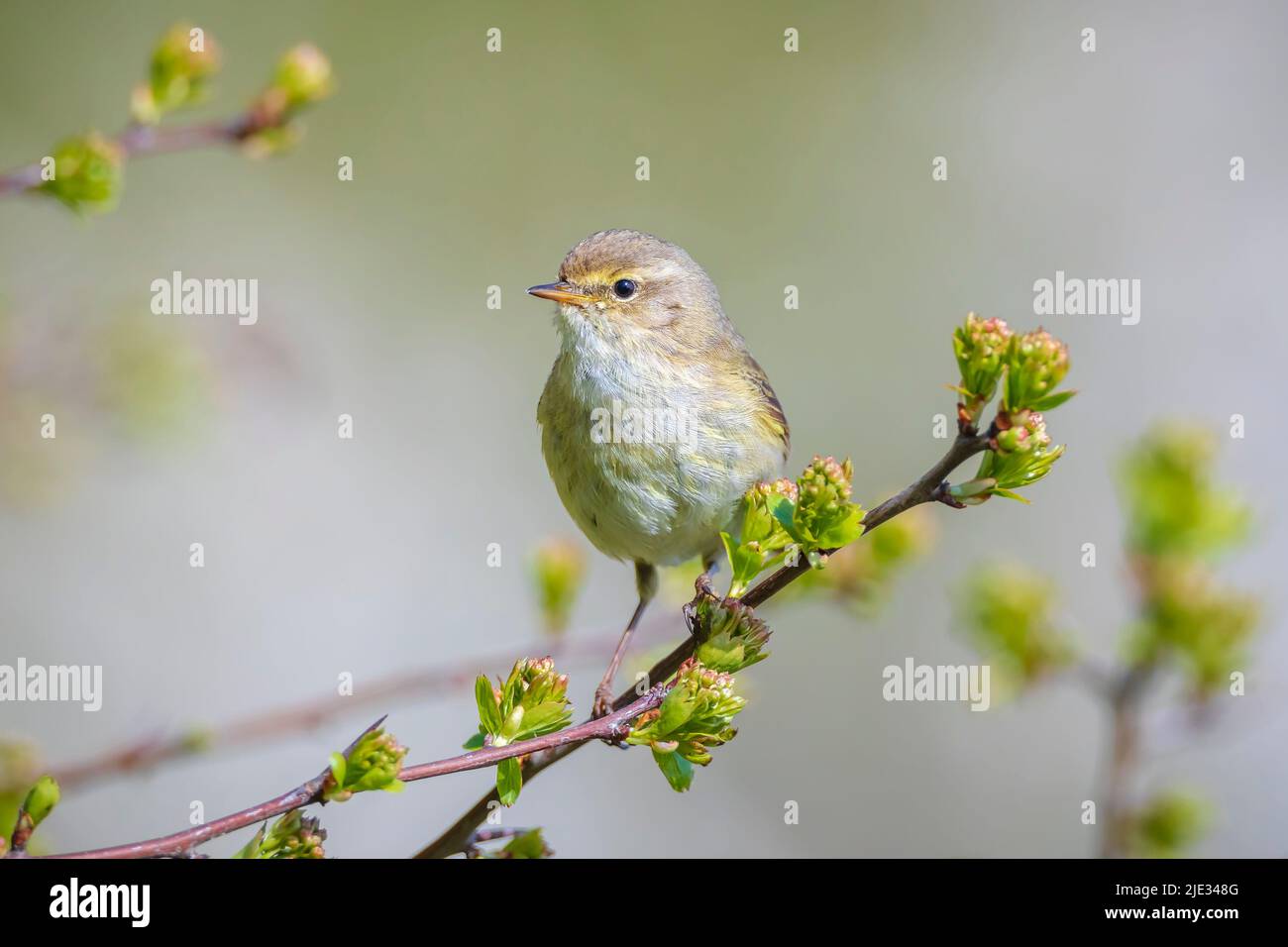 Close-up of a common chiffchaff bird Phylloscopus collybita, singing on ...