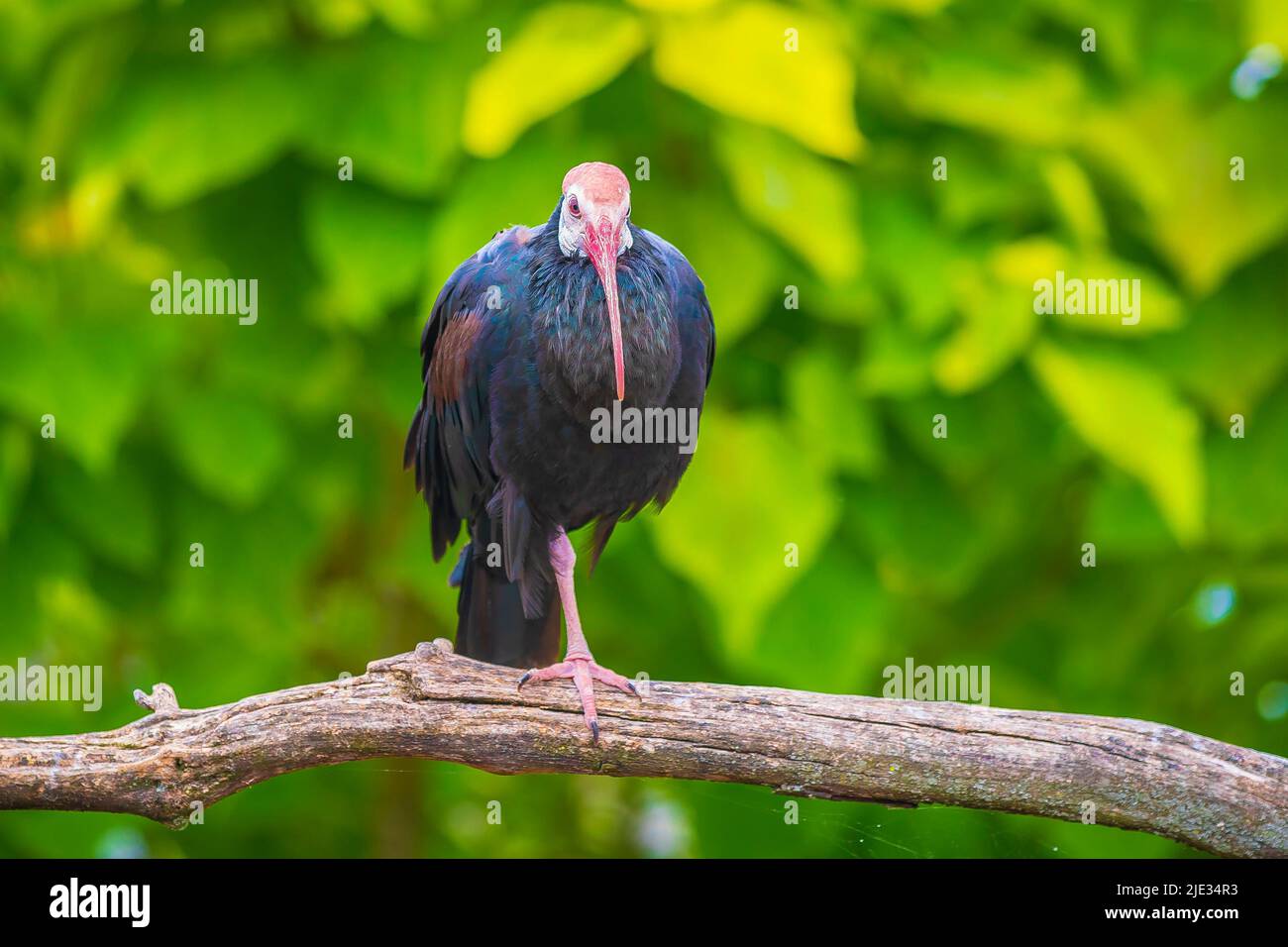 Black southern bald ibis hi-res stock photography and images - Alamy