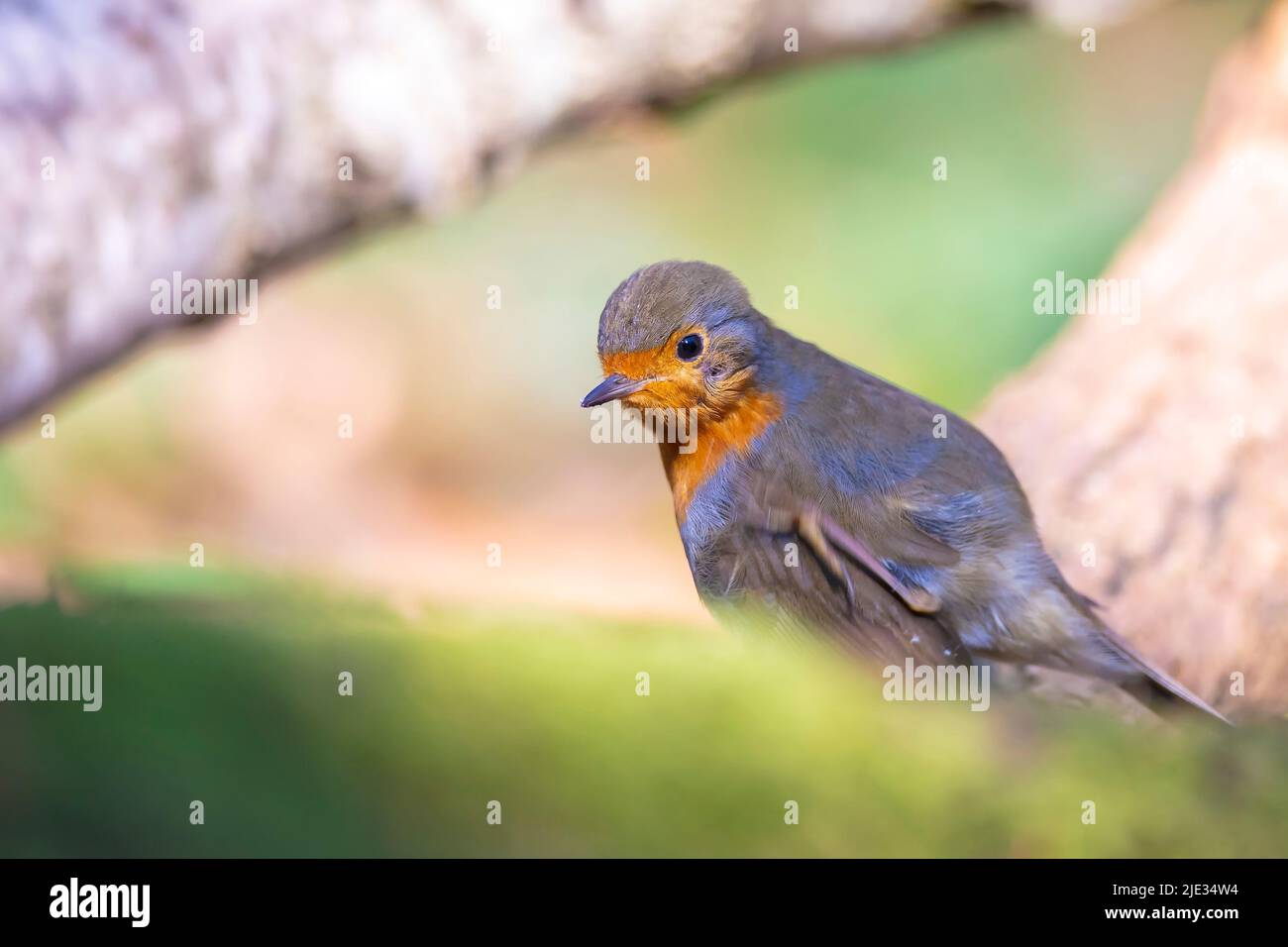 European robin Erithacus rubecula perched in sun rays sunlight during ...