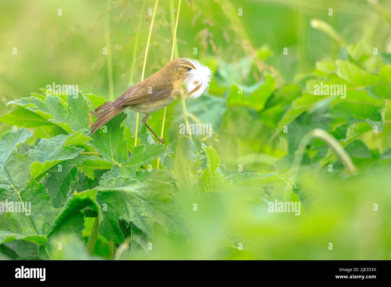 Closeup of a Sedge Warbler bird, Acrocephalus schoenobaenus, building a nest Stock Photo - Alamy
