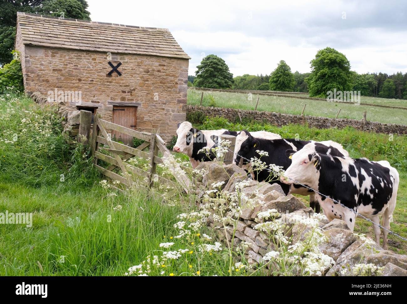 Cows looking over wall hi-res stock photography and images - Alamy