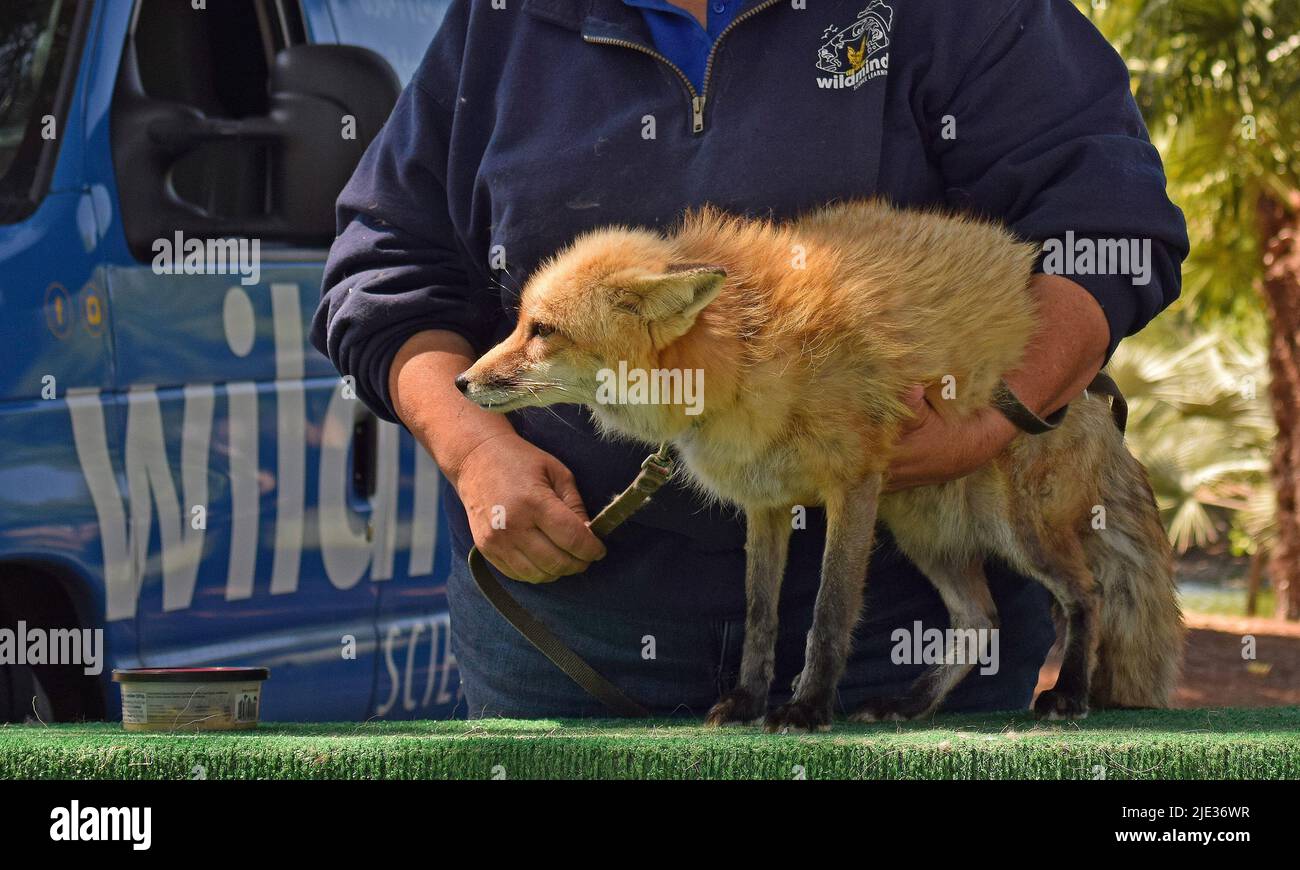 California red fox hi-res stock photography and images - Alamy