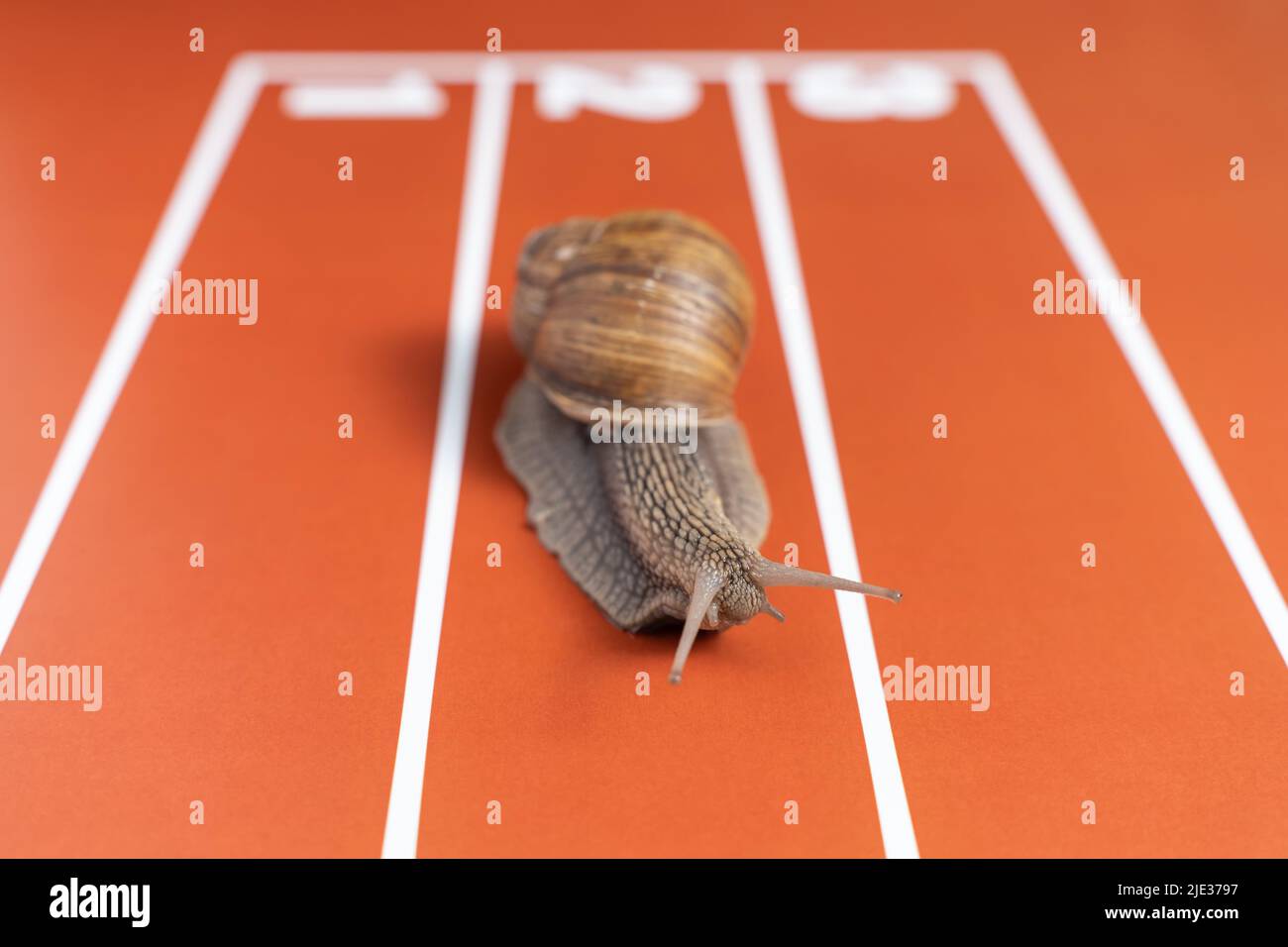 Fun training of snail on stadium track Stock Photo - Alamy