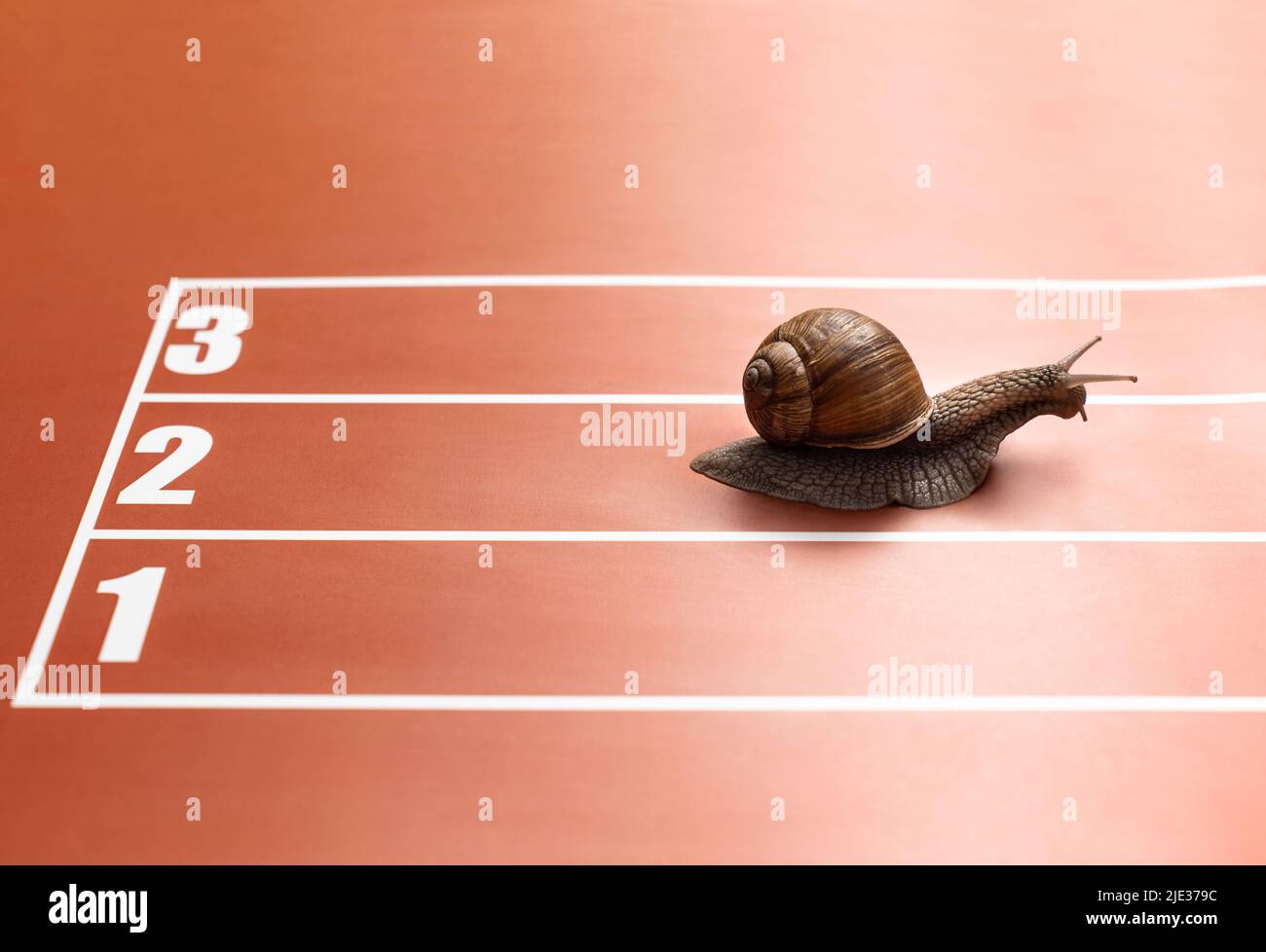 Fun training of snail on stadium track Stock Photo - Alamy