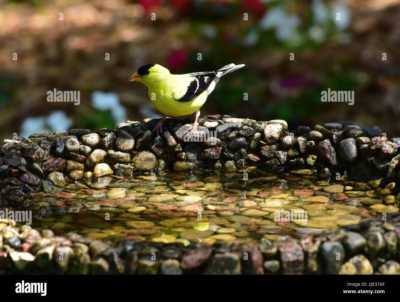 American Gold Finch sits on bird bath Stock Photo - Alamy