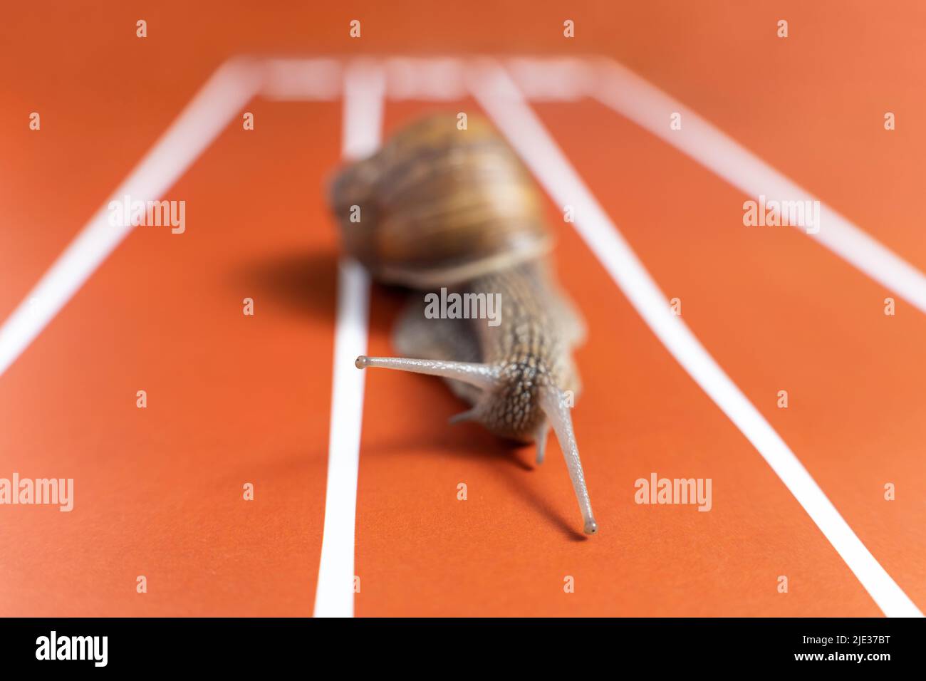 Fun training of snail on stadium track Stock Photo - Alamy