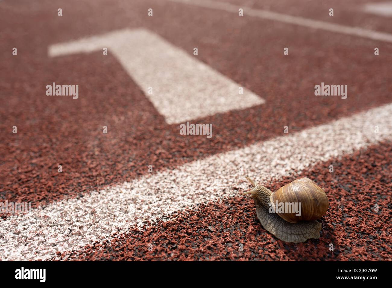 Fun training of snail on stadium track Stock Photo - Alamy