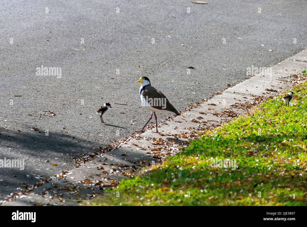 An Australian Masked Lapwing (Vanellus miles) with baby birds in Sydney ...