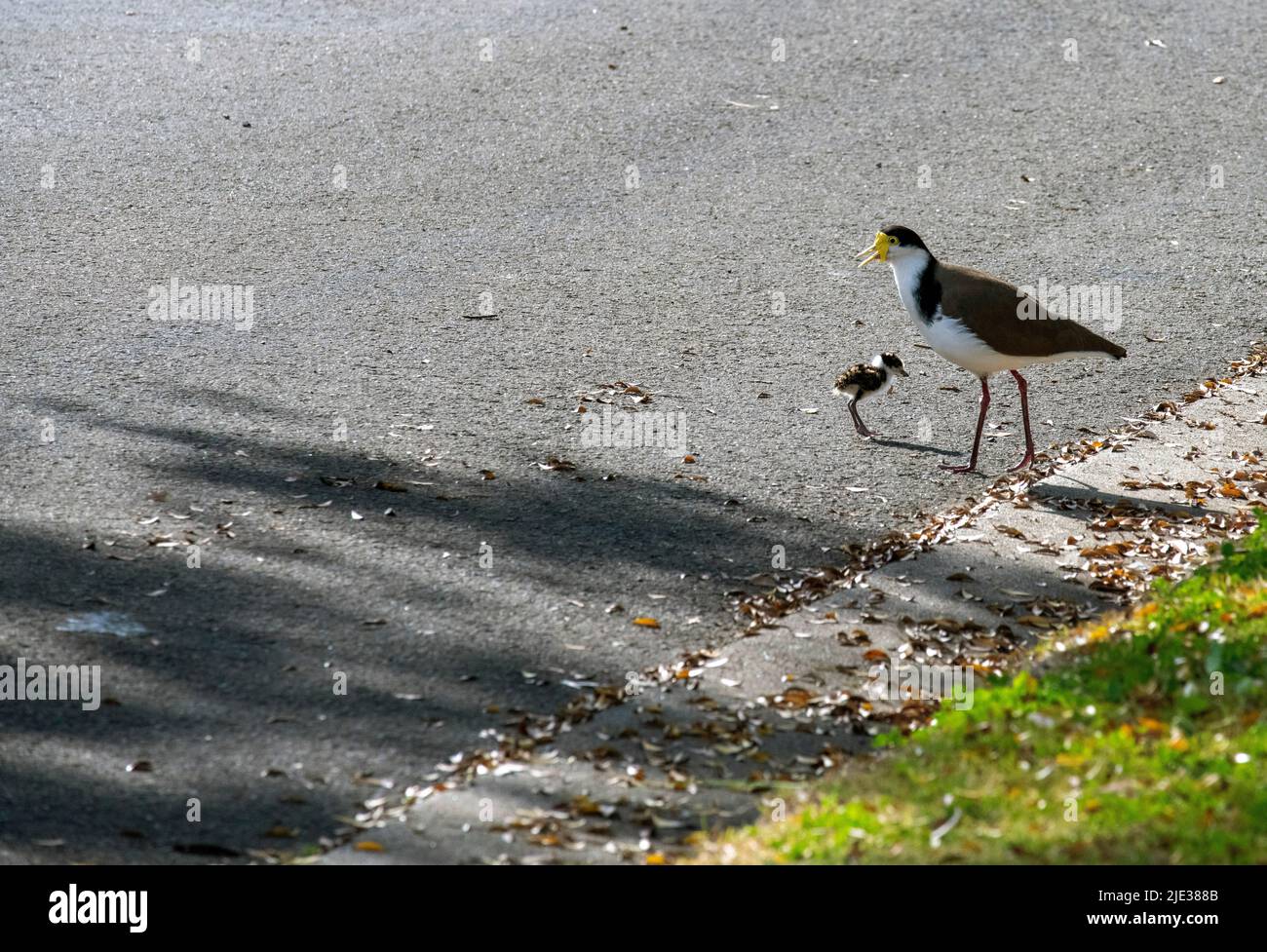 An Australian Masked Lapwing (Vanellus miles) with a baby bird in ...