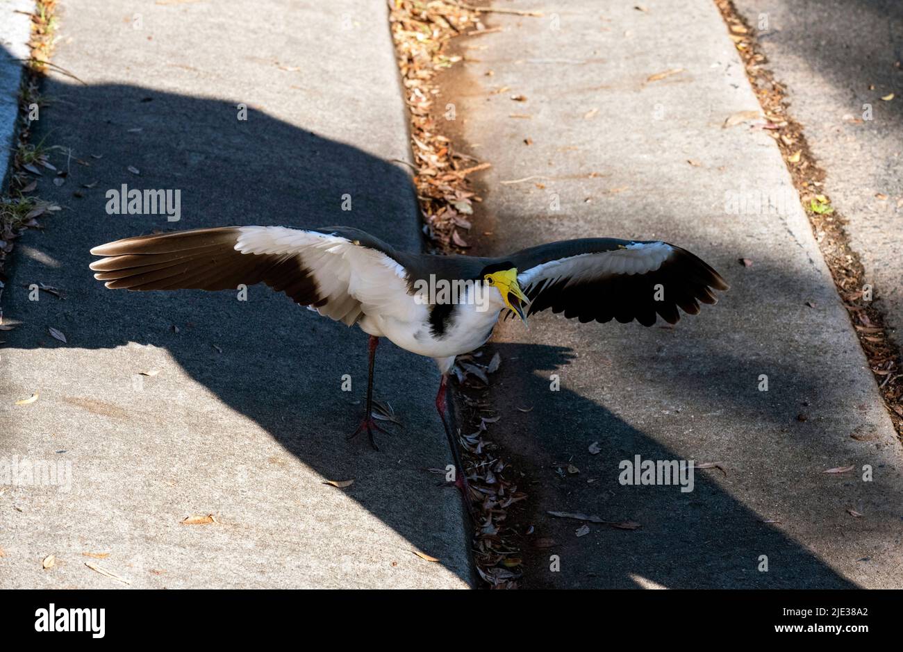 Close-up of an Australian Masked Lapwing (Vanellus miles) in Sydney ...