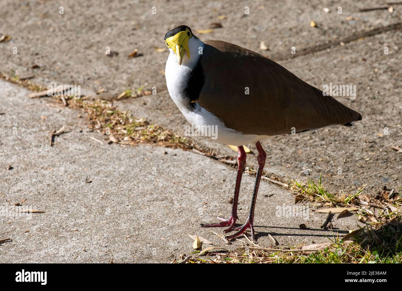 Close-up of an Australian Masked Lapwing (Vanellus miles) in Sydney ...