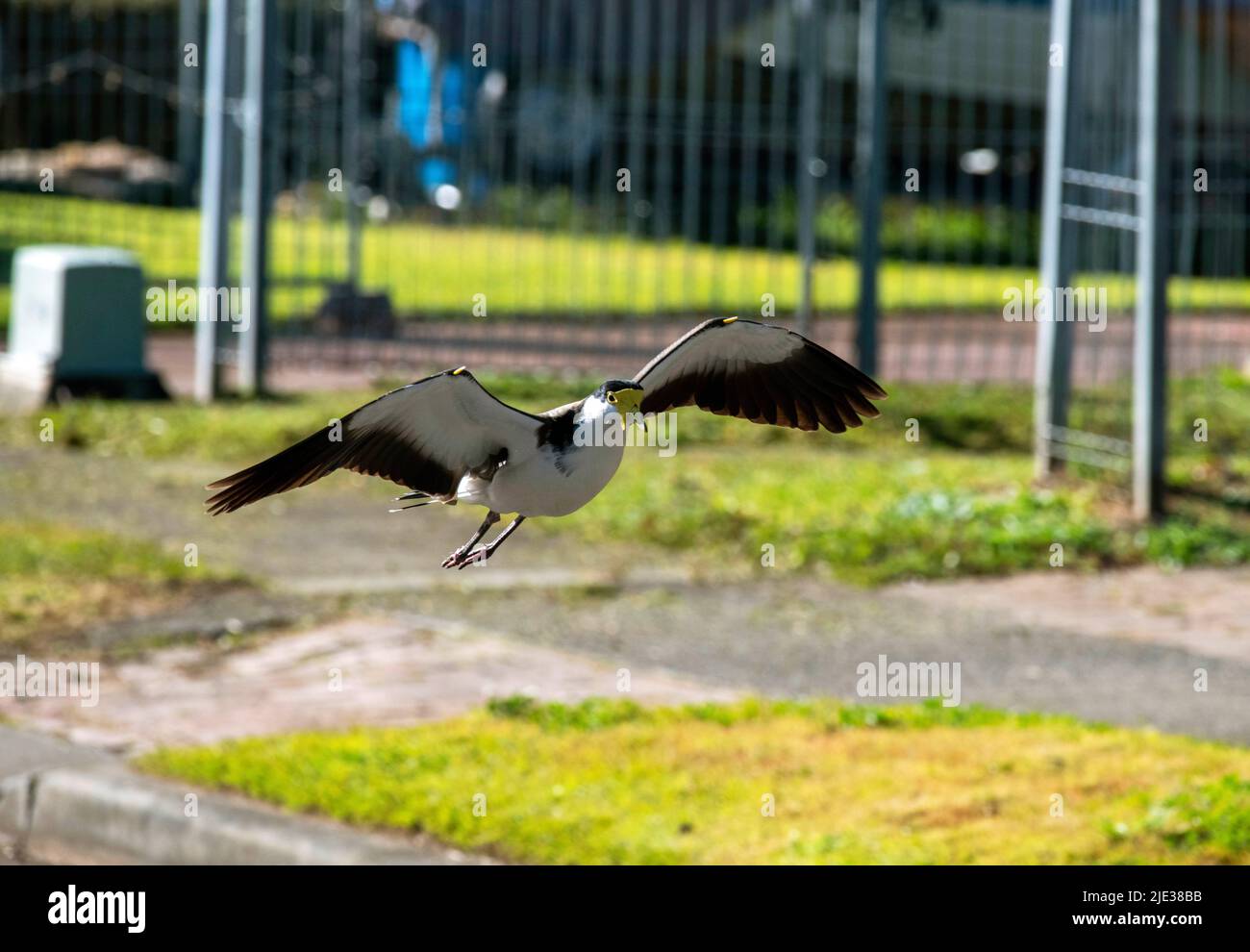 An Australian Masked Lapwing (Vanellus miles) landing on the ground in ...