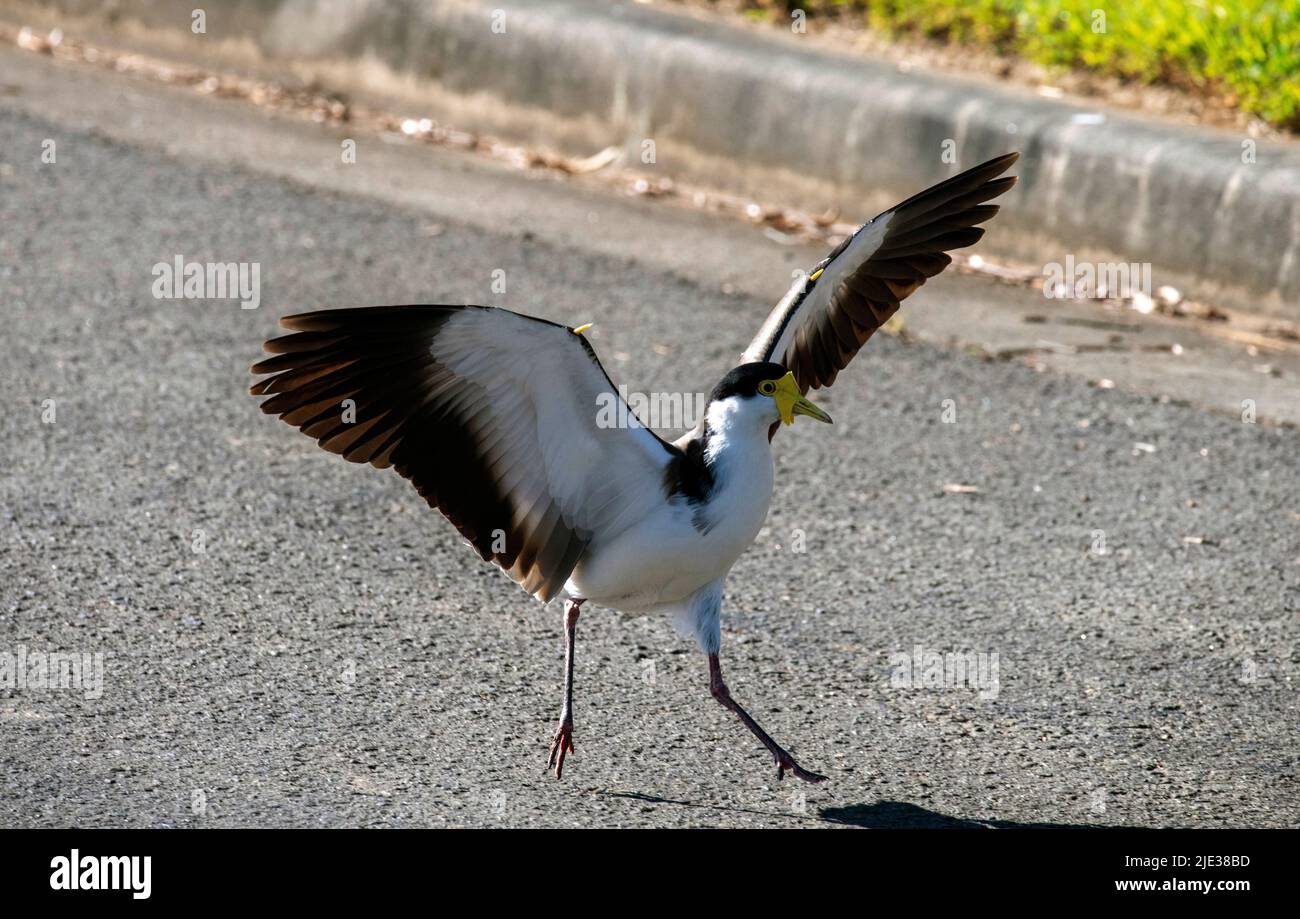 An Australian Masked Lapwing (Vanellus miles) landing on the ground in ...