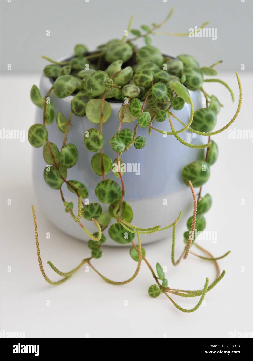 String of turtles (Peperomia prostrata) house plant in a blue pot ...