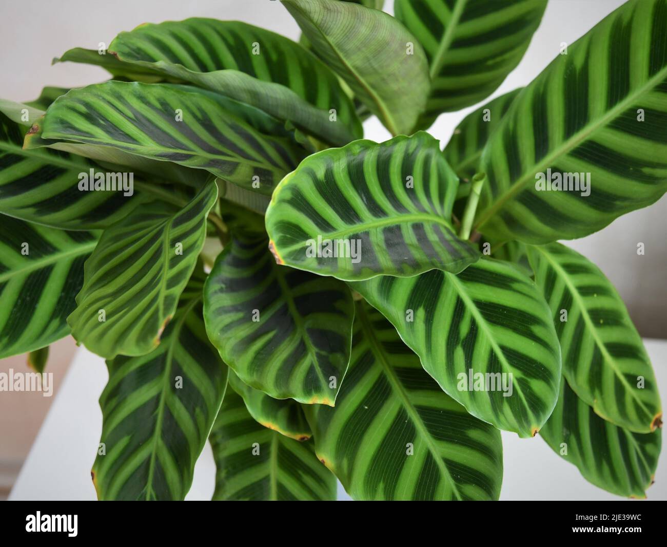 Velvet calathea hi-res stock photography and images - Alamy